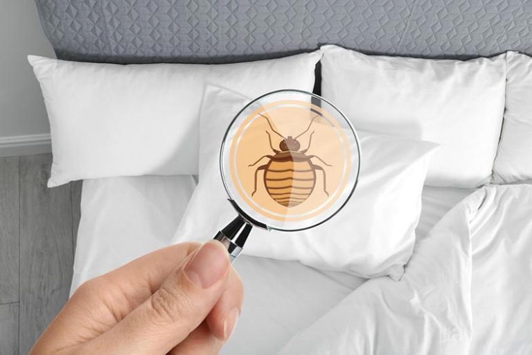 Does Hydrogen Peroxide Kill Bed Bugs